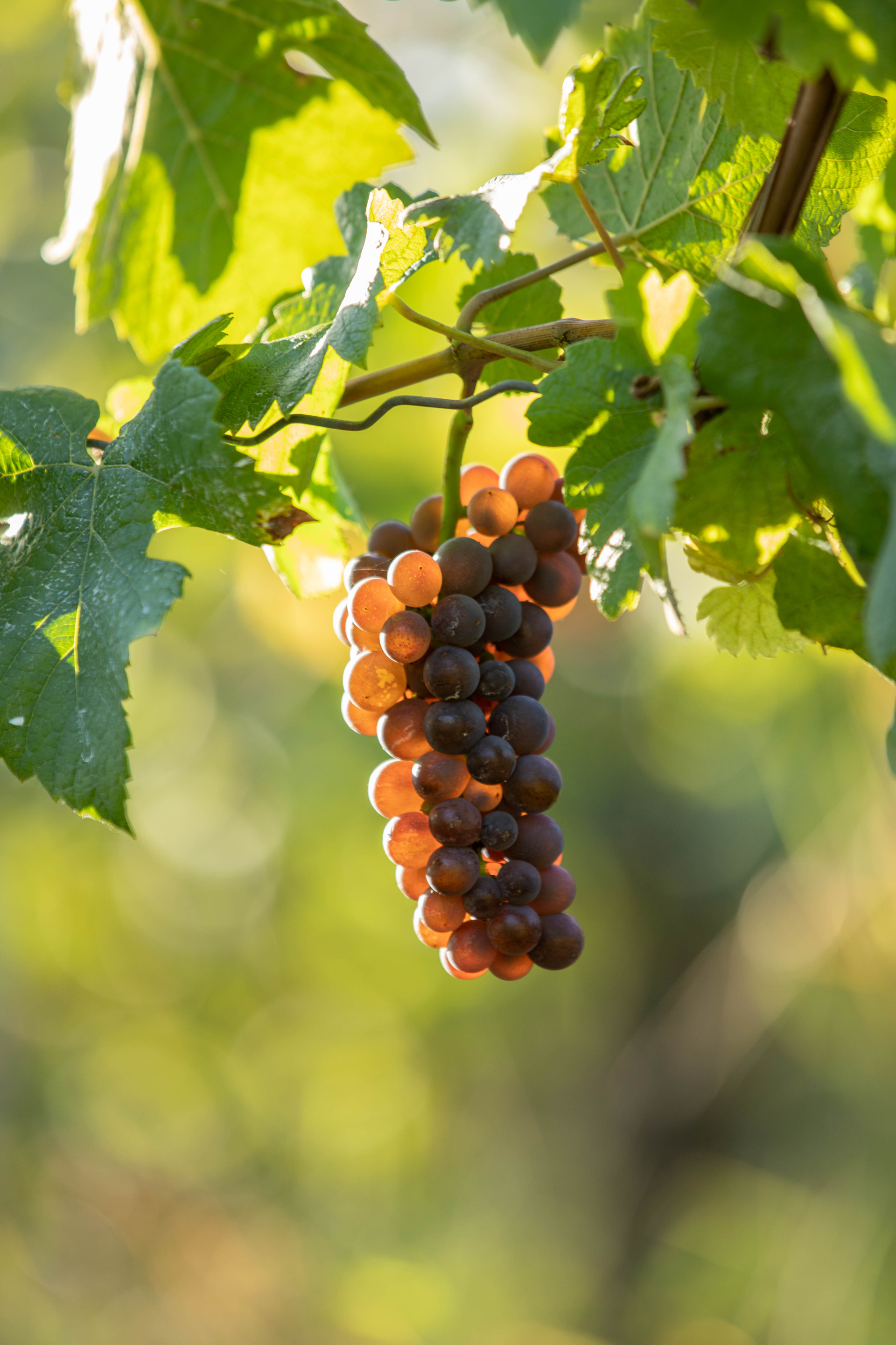 Cépages vins d'Alsace, Les 7 cépages alsacien | Domaines Schlumberger