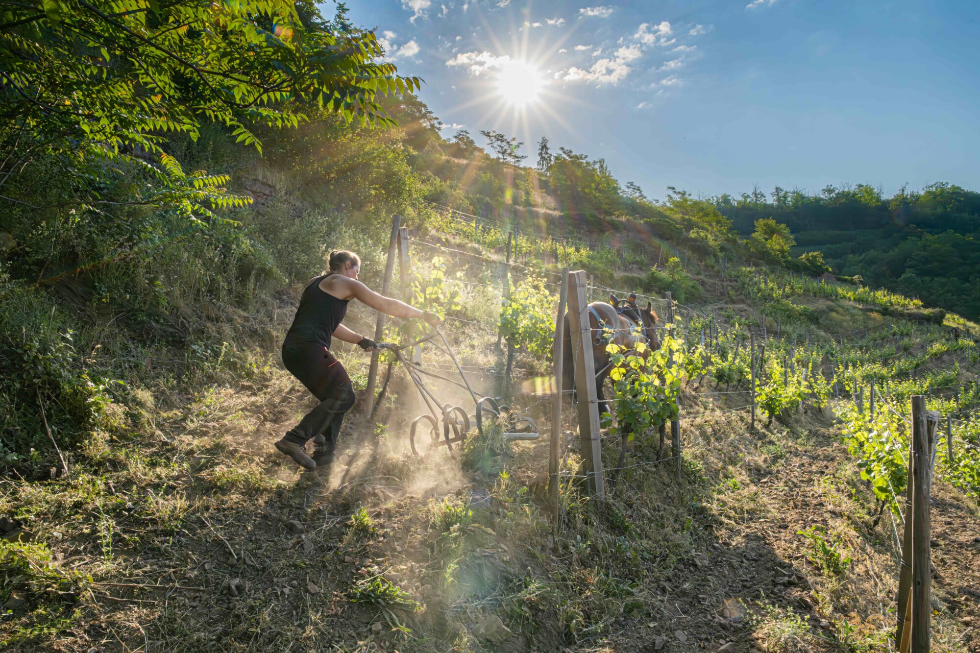 Horses | Domaines Schlumberger